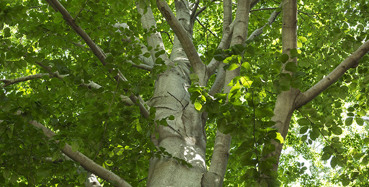 European Beech - Central Park Conservancy