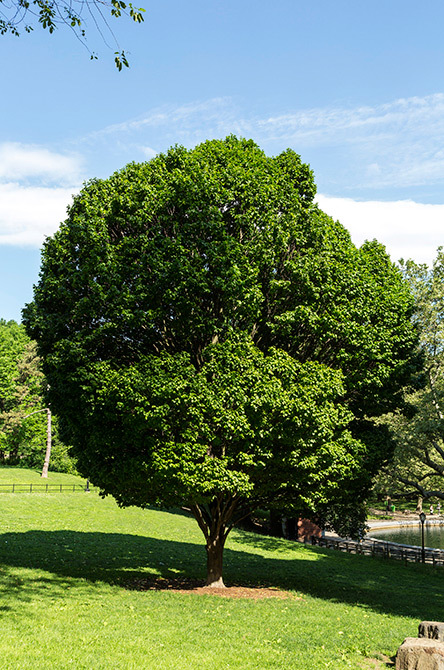 European Hornbeam - Central Park Conservancy