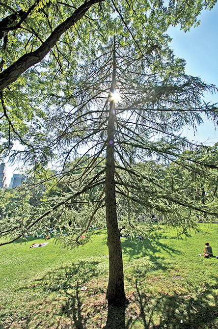 European Larch - Central Park Conservancy