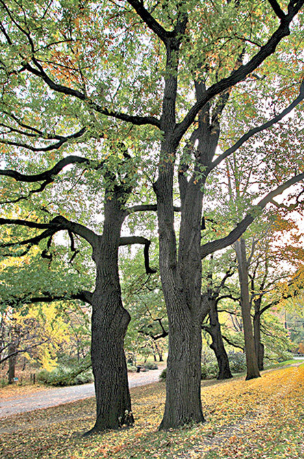 European Turkey Oak - Central Park Conservancy