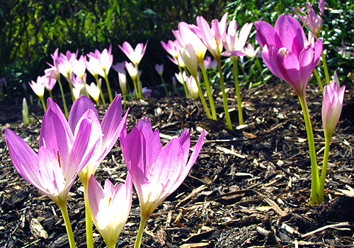 Fall Crocus - Central Park Conservancy