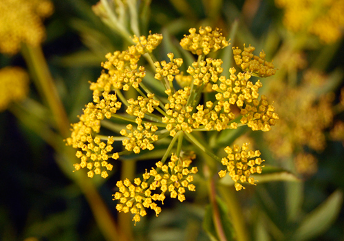 Golden Alexanders - Central Park Conservancy