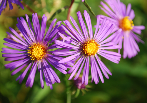 New England Aster - Central Park Conservancy