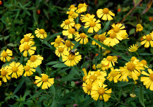 Sneezeweed - Central Park Conservancy