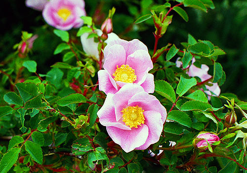 Carefree Wonder Rose - Central Park Conservancy